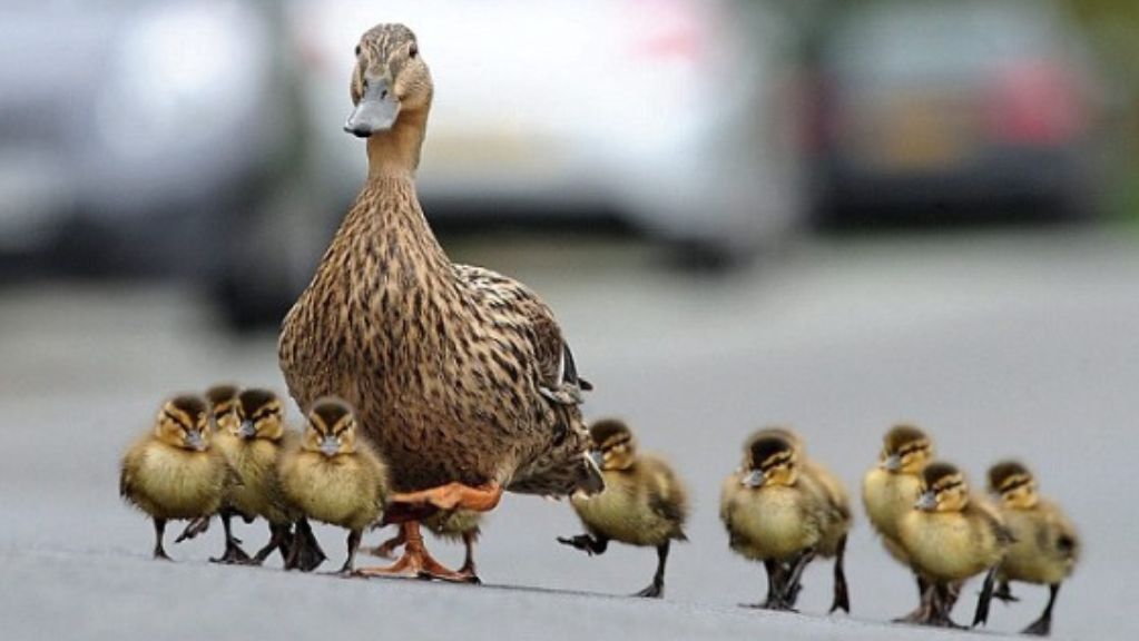 Ce faci când întâlnești o mamă cu mai mulți copii? | CREATOR.TV o ...