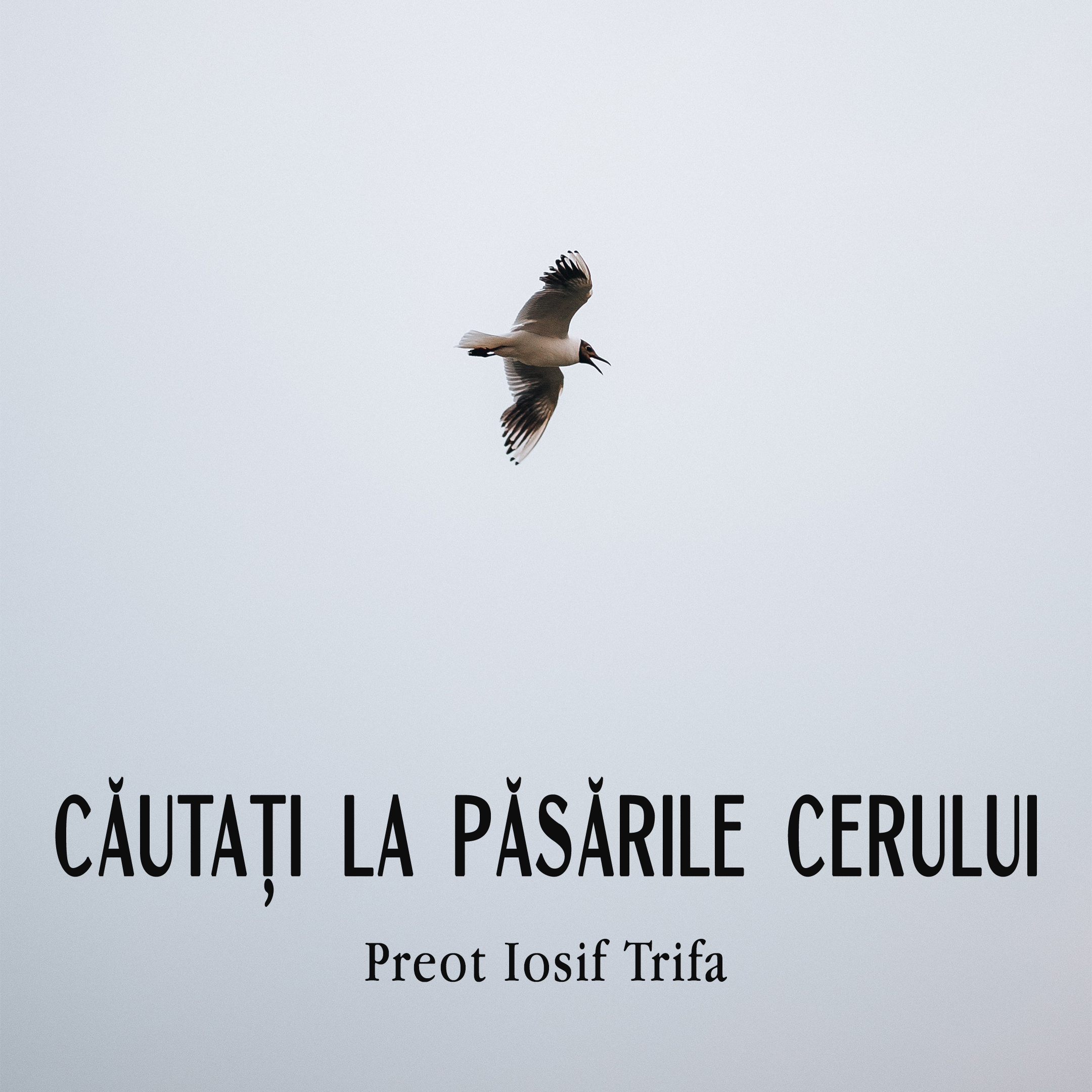 Căutați la păsările Cerului | Creator