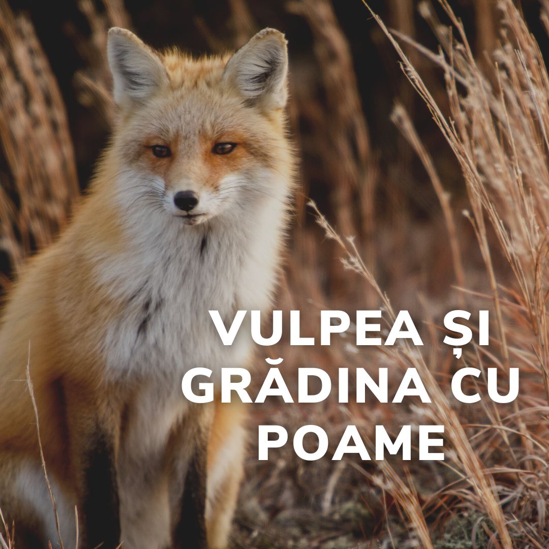93. Vulpea și grădina cu poame | CREATOR.TV o platformă media ortodoxă